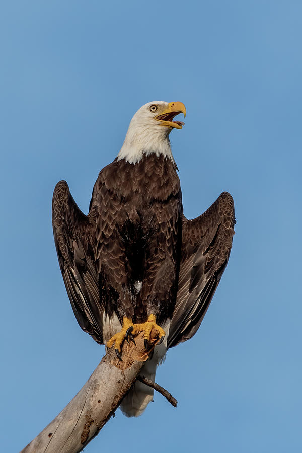 Eagle Pose: 4 Powerful Benefits for Mind and Body